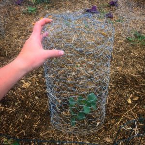 5 Tips For Gardening With Free Range Chickens Backyard Poultry